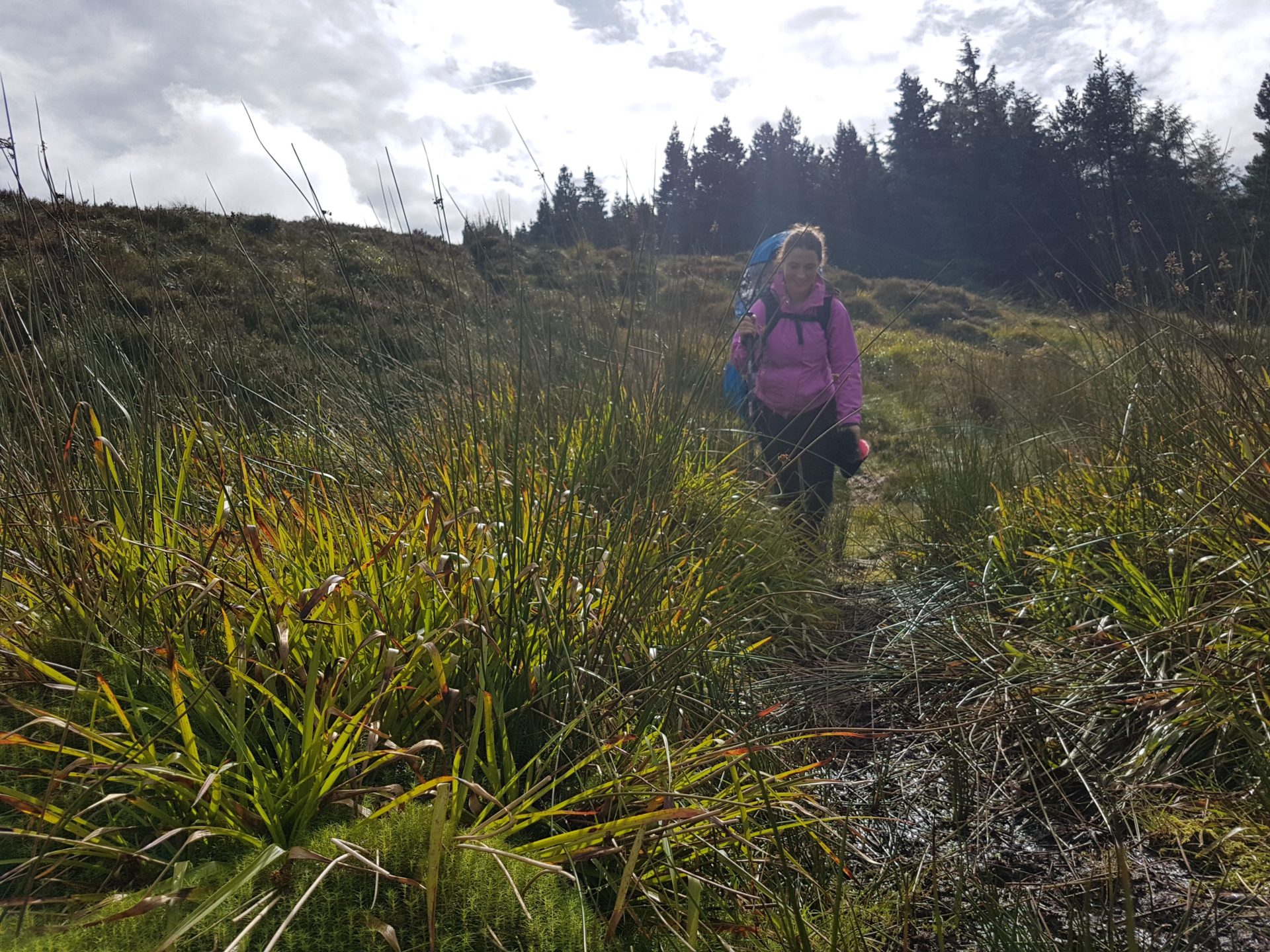 Arderin Offaly and Laois highest point — Our Family Hikes