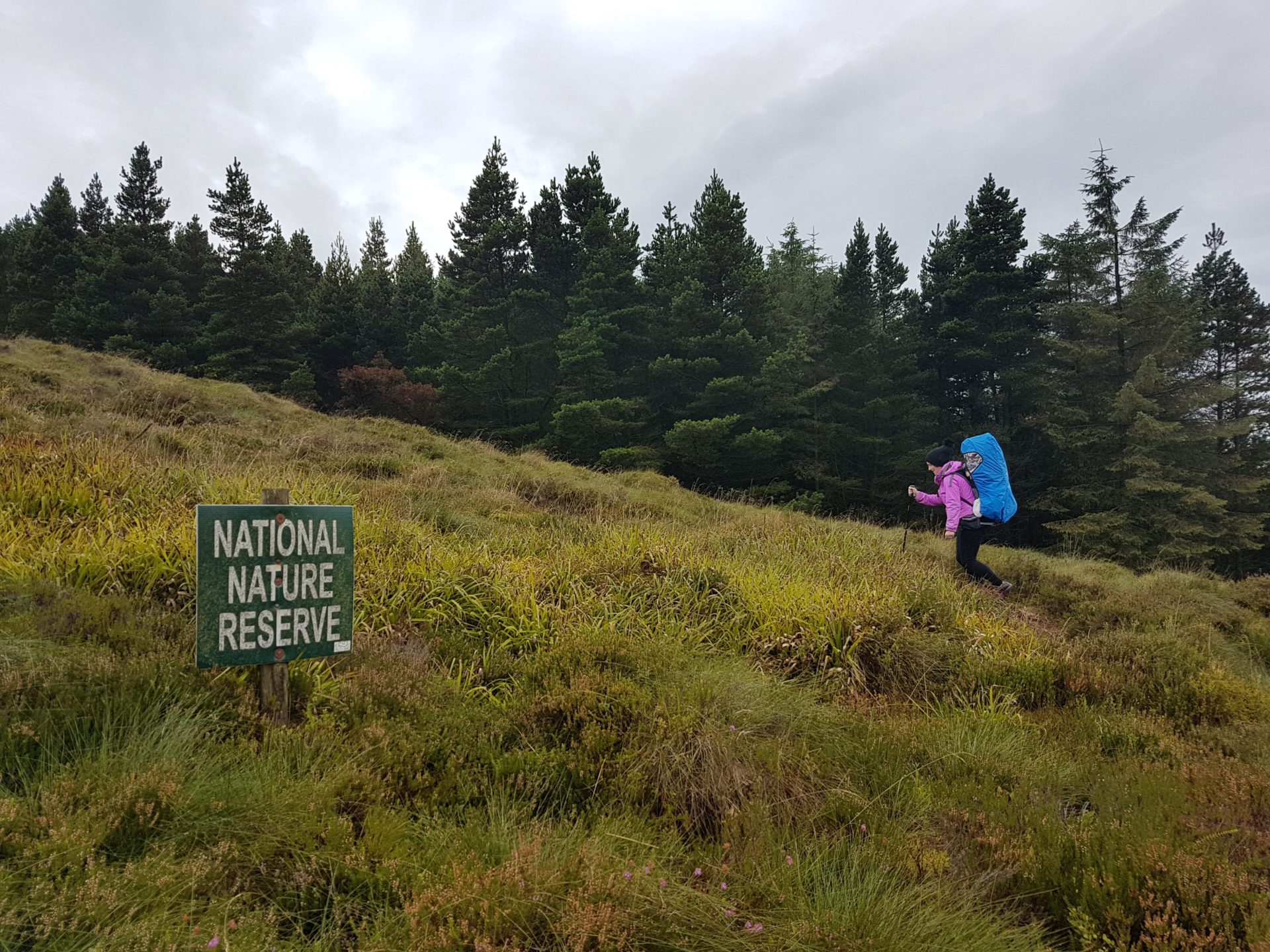 Arderin Offaly and Laois highest point — Our Family Hikes