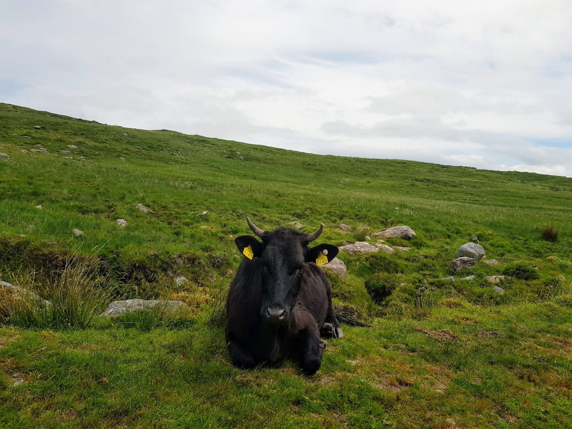 Knockboy- County Cork highest point — Climbing Knockboy