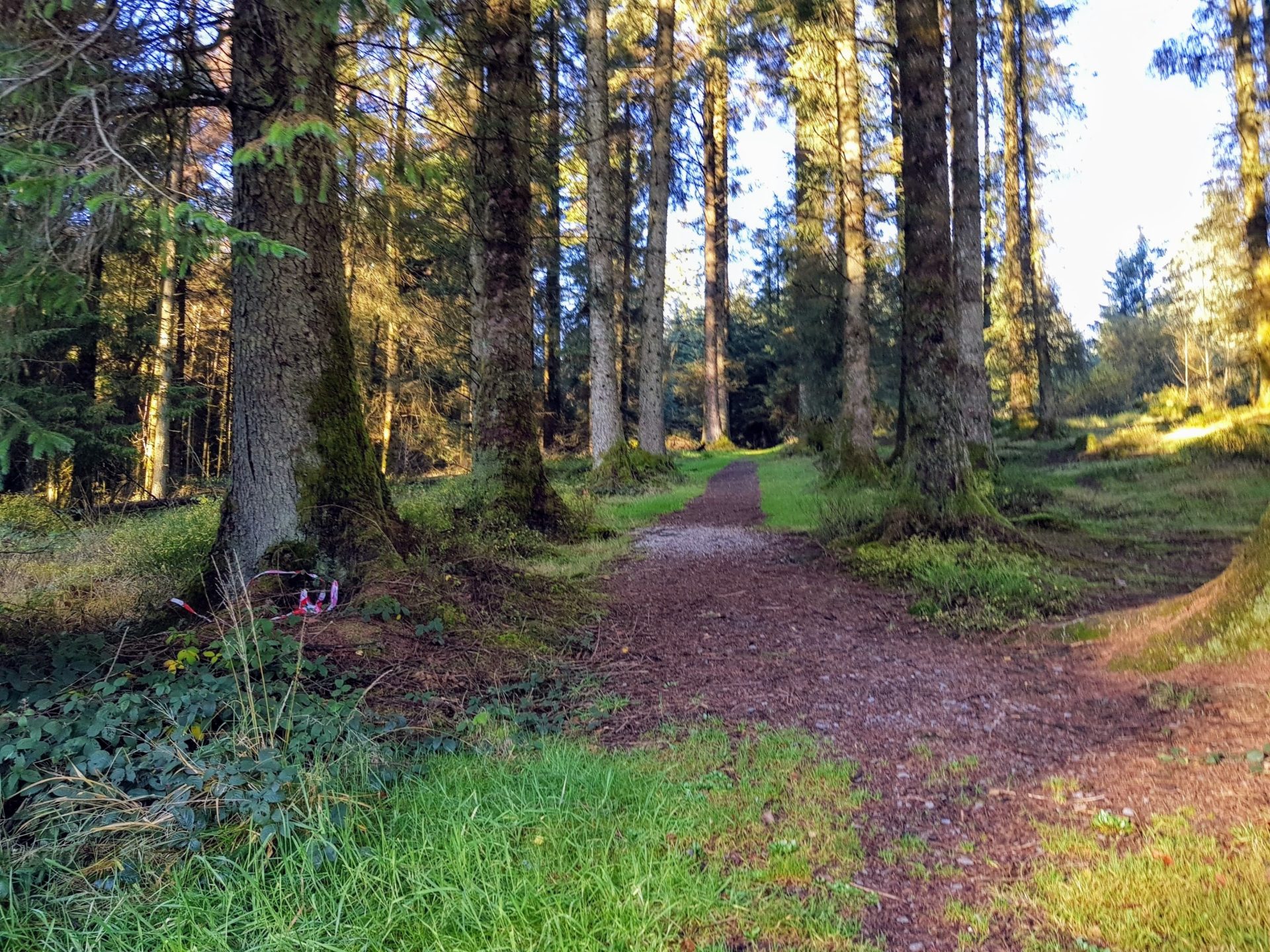 Monicknew Forest Hike Laois Family Walk — Our Family Hikes