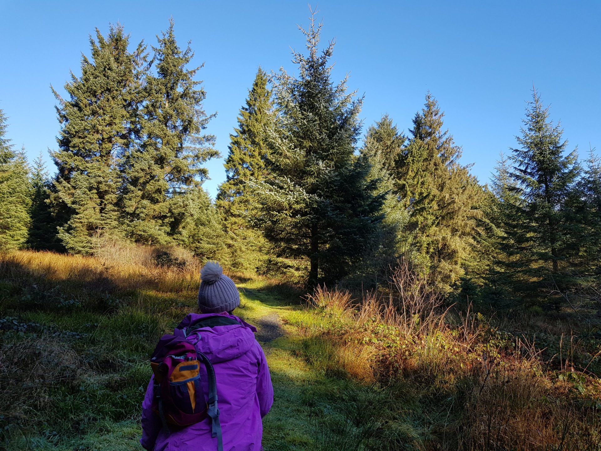 Monicknew Forest Hike Laois Family Walk — Our Family Hikes
