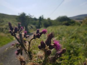 Saint Kevins Way Wicklow Pilgrim Path — St Kevins hike Wicklow